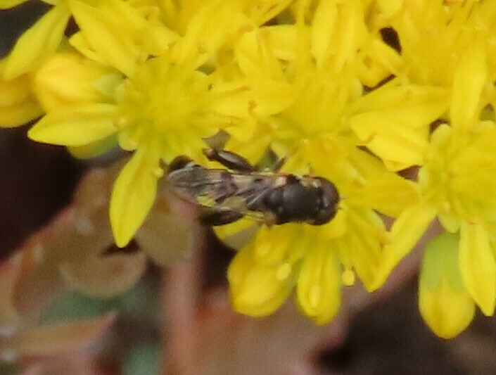 Thick-legged Hover Fly from Jefferson County, WA, USA on June 13, 2023 ...