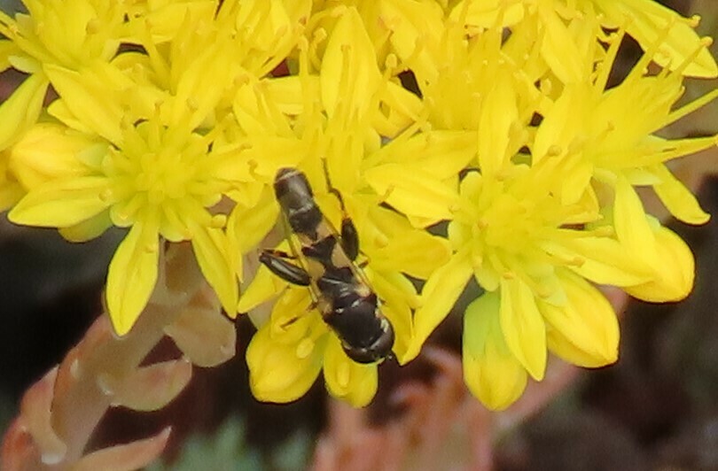 Thick-legged Hover Fly from Jefferson County, WA, USA on June 13, 2023 ...
