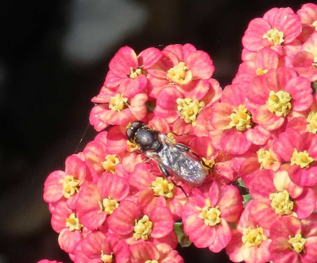 Thick-legged Hover Fly from Jefferson County, WA, USA on June 13, 2023 ...