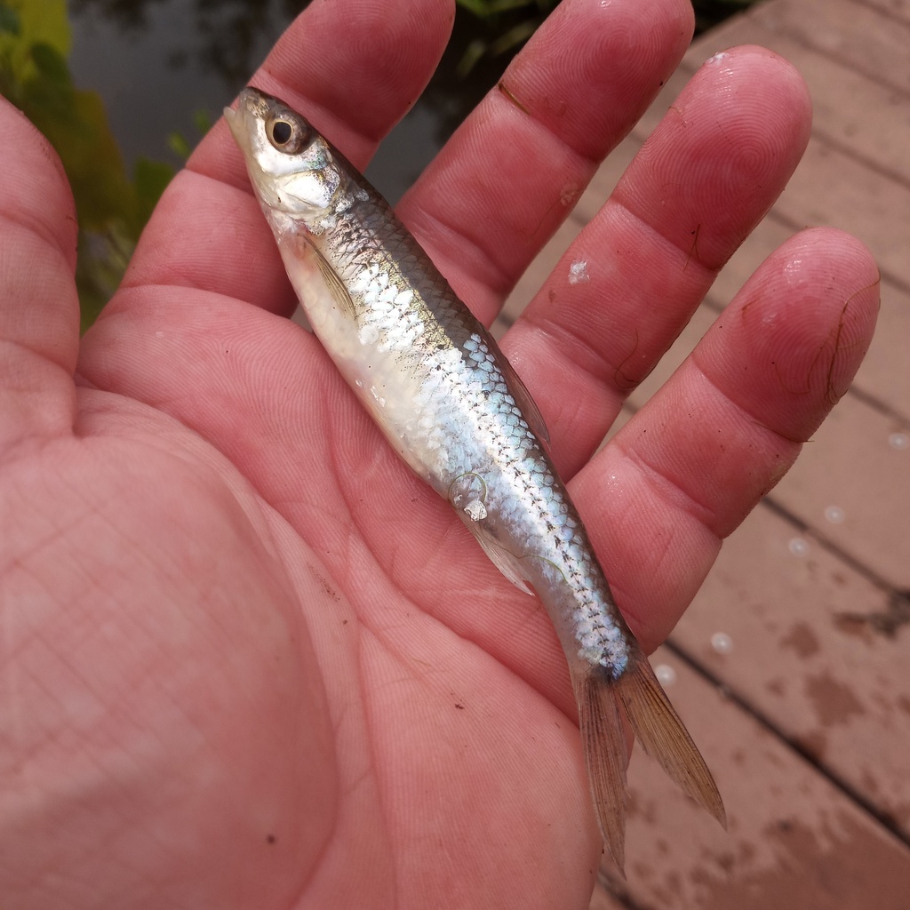 Spottail Shiner from Caroline County, MD, USA on June 30, 2023 at 03:19 ...