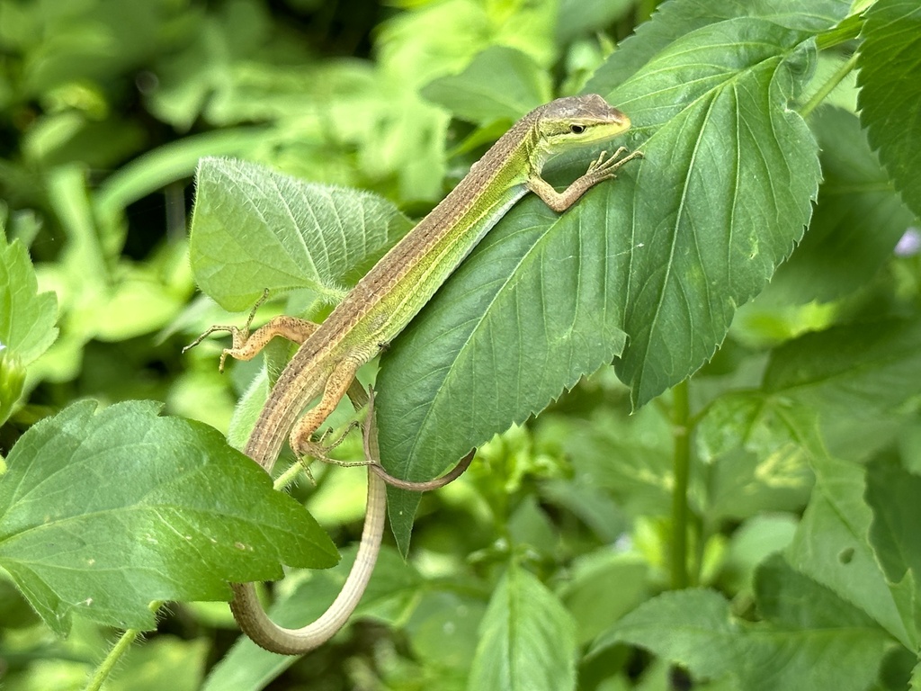 Stejneger's Grass Lizard from 臺灣島, 通霄鎮, MIA, TW on July 1, 2023 at 10: ...