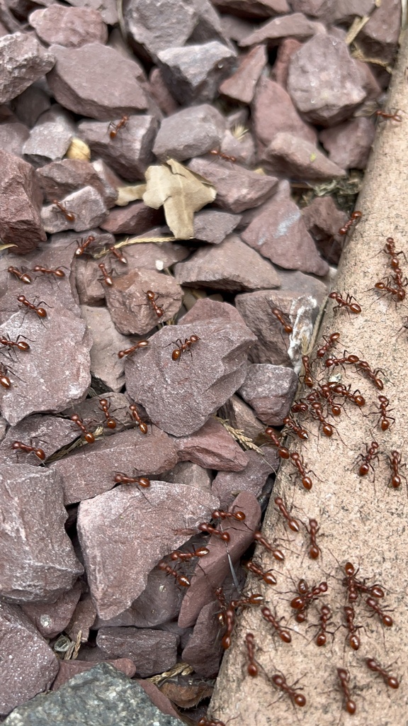 Shining Amazon Ant in June 2023 by Briana Pearsall. I have no idea what ...