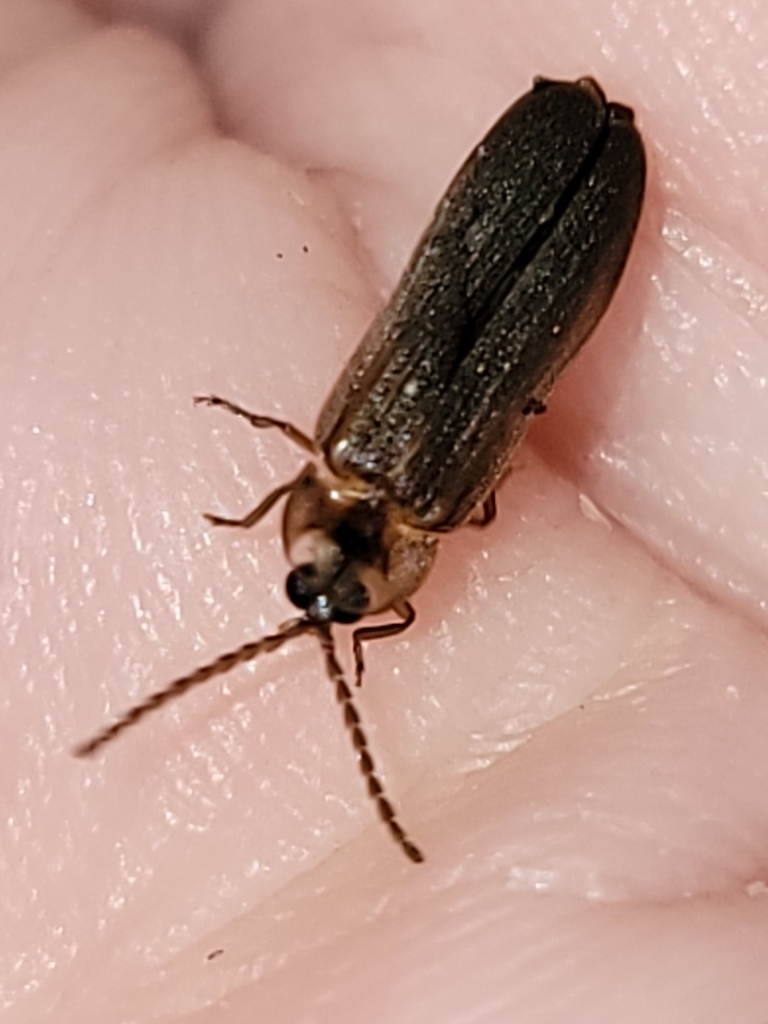 Blue Ghost Firefly in June 2023 by Cameran Lloyd · iNaturalist