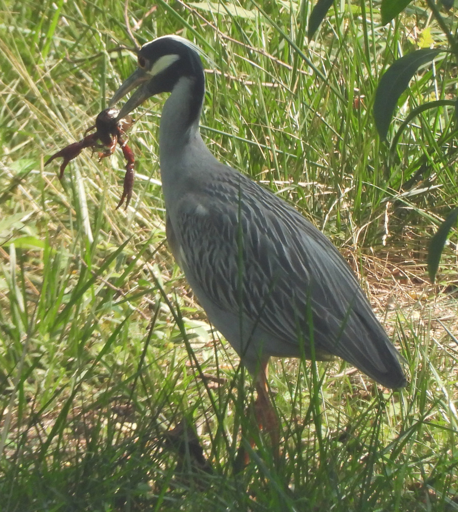 Yellow-crowned Night Heron from Silver Spring, MD, USA on June 30, 2023 ...