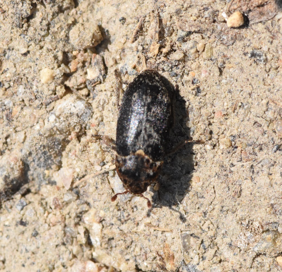 Skin Beetles from Val Marie No. 17, SK S0N, Canada on June 15, 2023 at ...