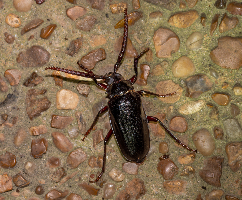 Tile-horned Prionus from Rankin County, MS, USA on June 30, 2023 at 09: ...