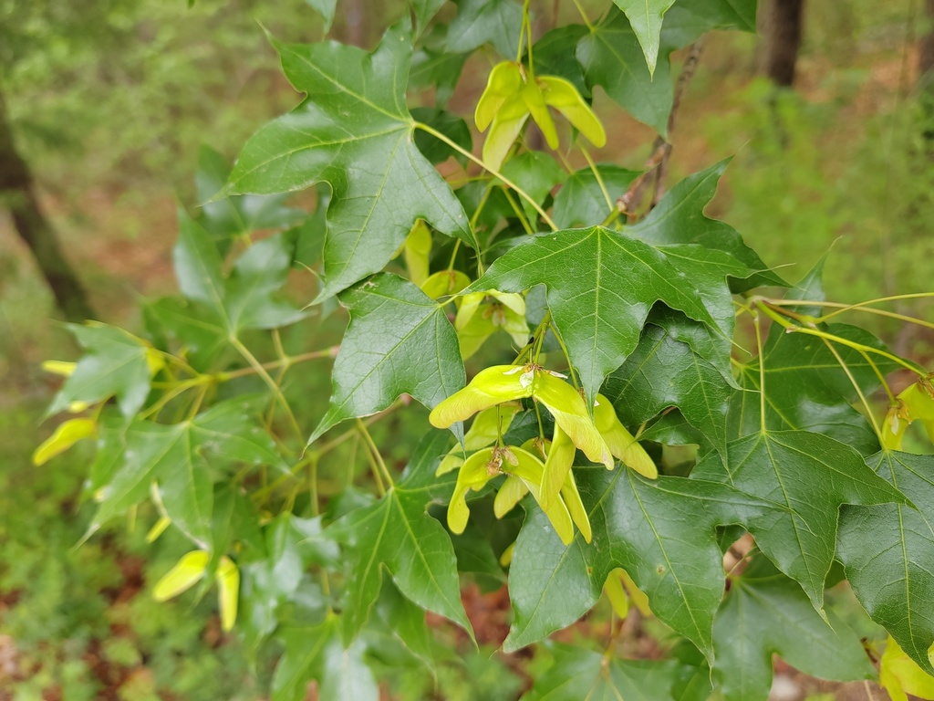 Shandong Maple from 中国北京市石景山区 on May 5, 2023 at 04:22 PM by kat717 ...
