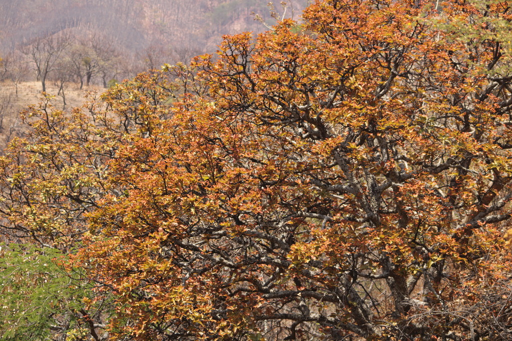 Quercus resinosa from Ahualulco de Mercado, Jal., México on June 20 ...