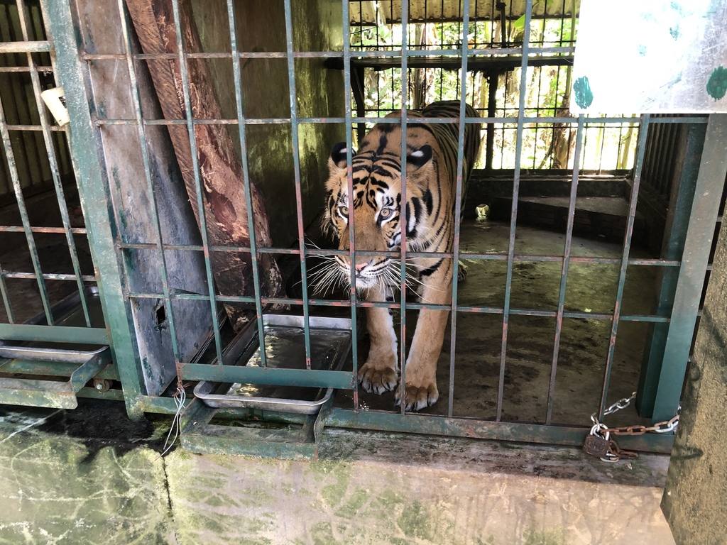 Bengal Tiger in July 2023 by Dao Nguyen and James Hardcastle · iNaturalist