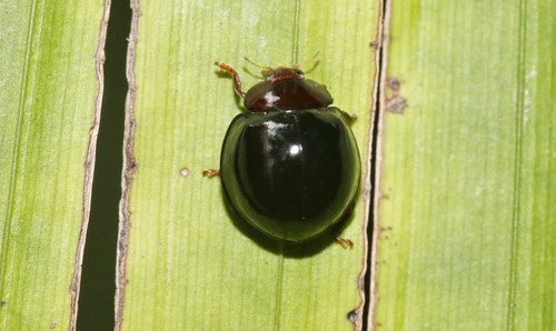 Coelophora jansoni · iNaturalist Mexico