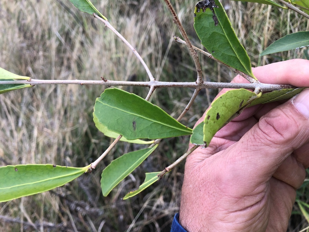 Red-fruited Olive Plum from Mount Whitestone QLD 4347, Australia on ...