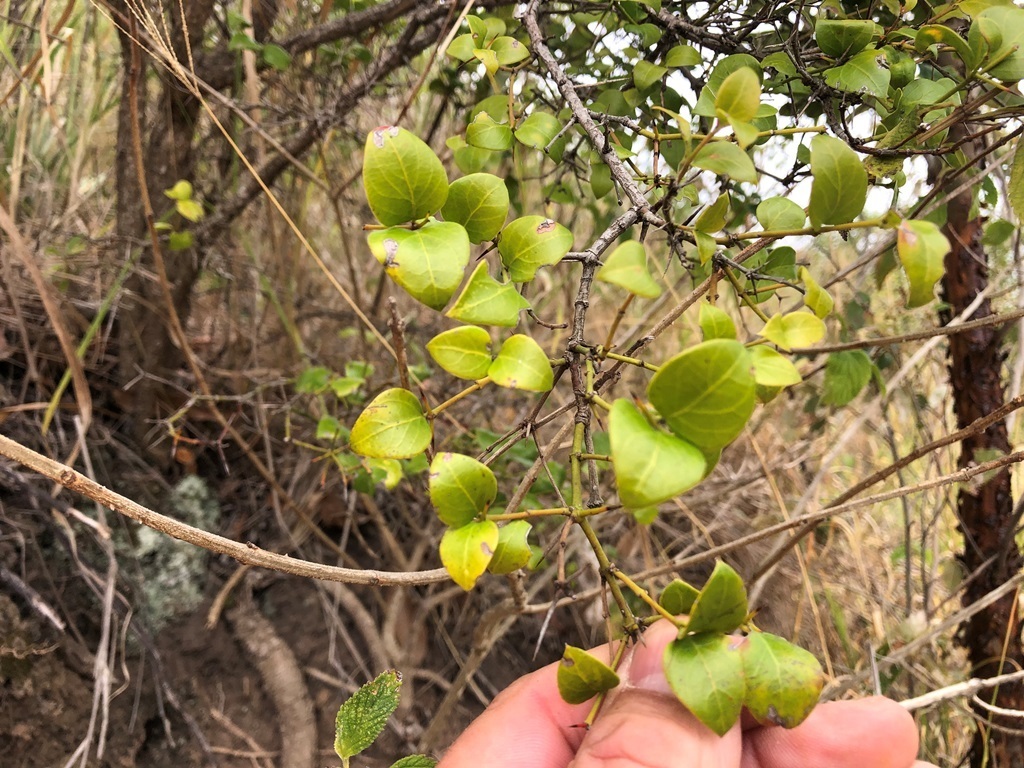 conkerberry from Mount Whitestone QLD 4347, Australia on June 29, 2023 ...
