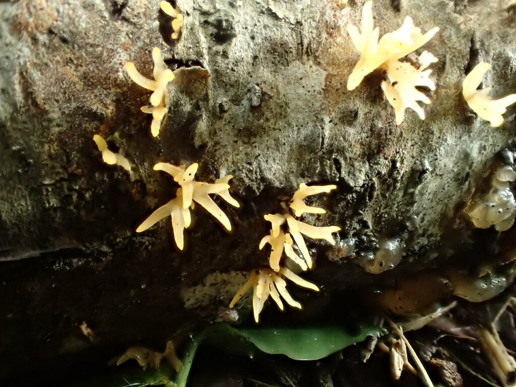 Pterulicium fasciculare from 日本、〒260-0801 千葉県千葉市中央区仁戸名町 on June 16 ...