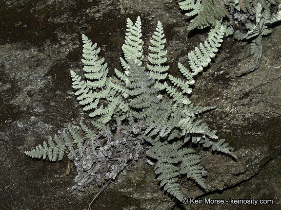 Cheilanthes newberryi (Riverside Citizen Science - Flora) · iNaturalist