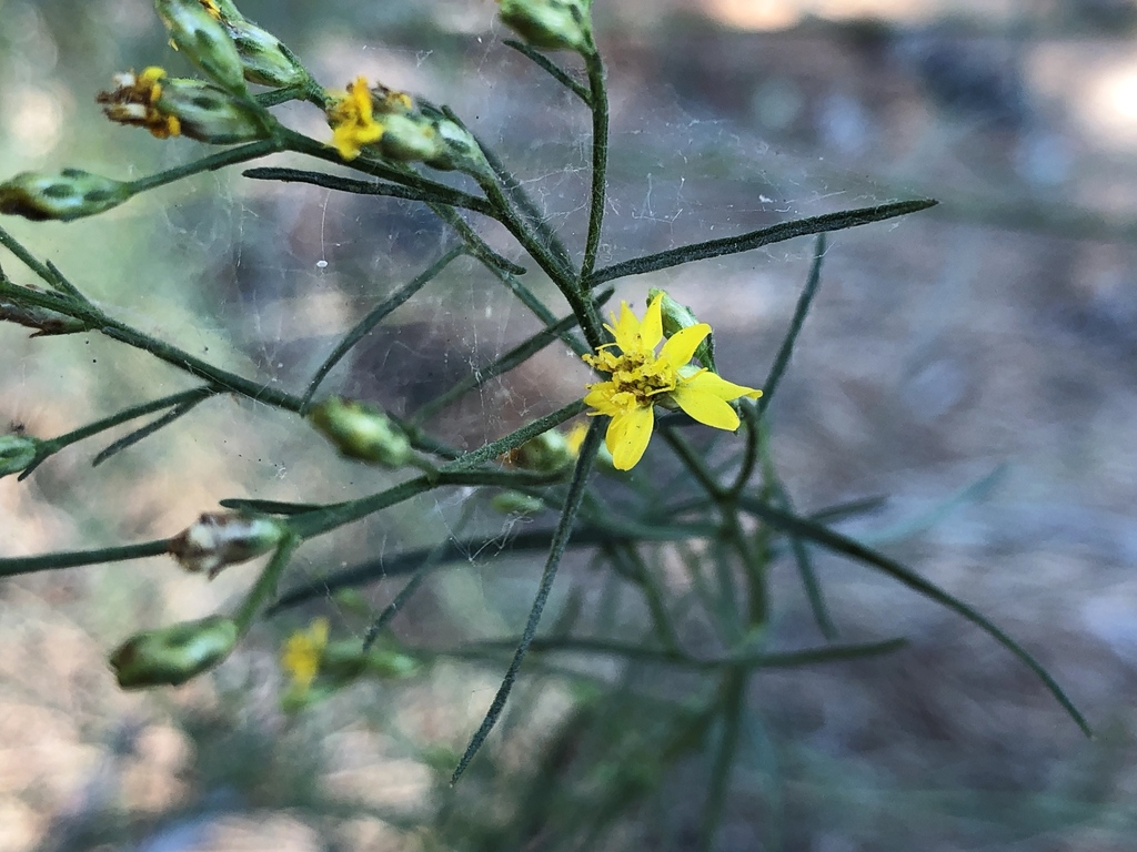 Broom Snakeweed in June 2023 by John F. Green. I planted a different ...