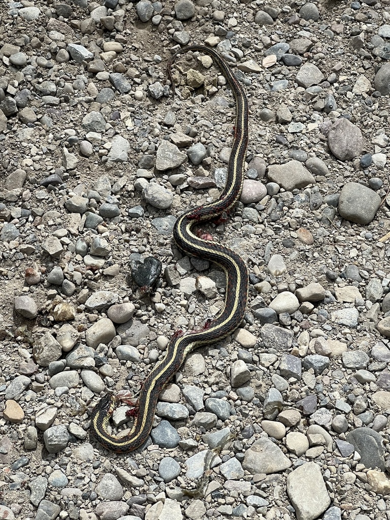 Valley Garter Snake in June 2023 by marygreenblatt · iNaturalist