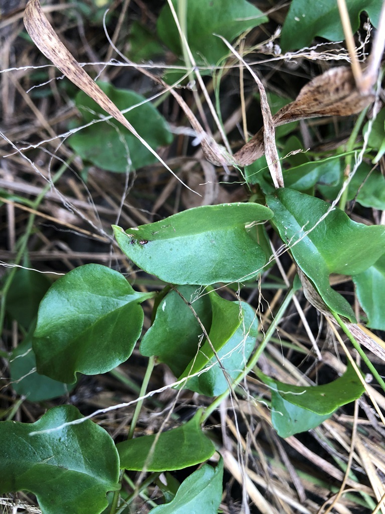 Mignonette vine from Mount Whitestone QLD 4347, Australia on June 29 ...