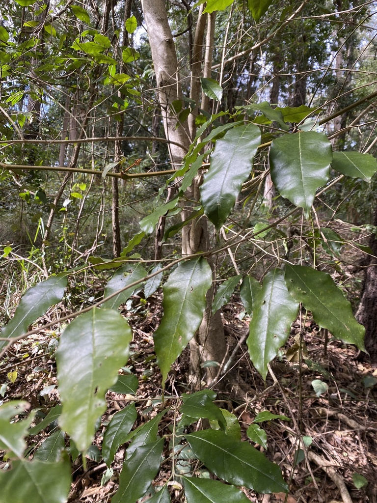 Australian Olive from D’Aguilar National Park, Mount Nebo, QLD, AU on ...