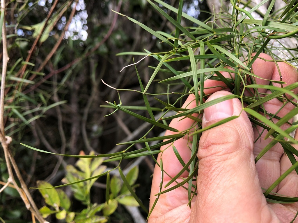 Climbing Lily from Mount Whitestone QLD 4347, Australia on June 29 ...