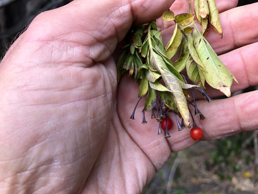 Brazilian Nightshade from Mount Whitestone QLD 4347, Australia on June ...