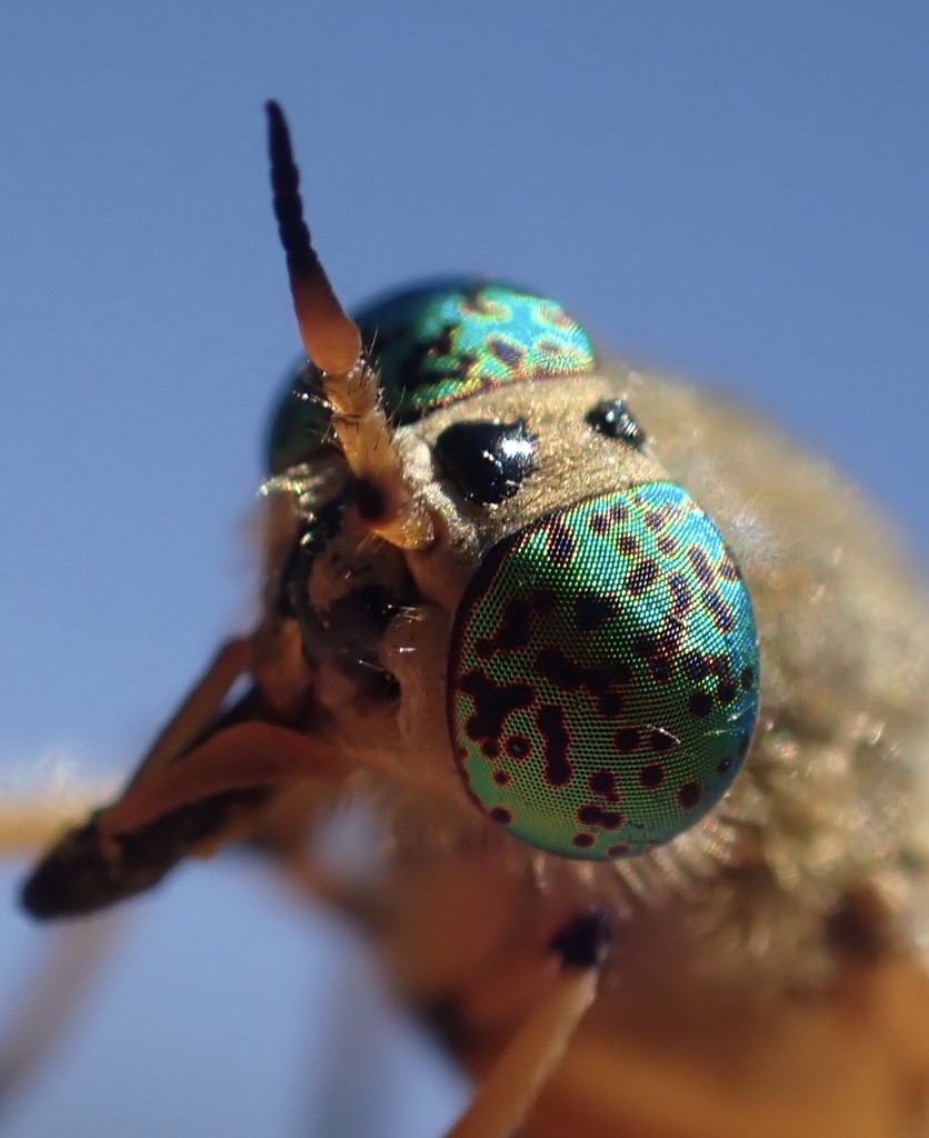 Golden Deer Fly from San Bernardino National Forest, Angelus Oaks, CA ...