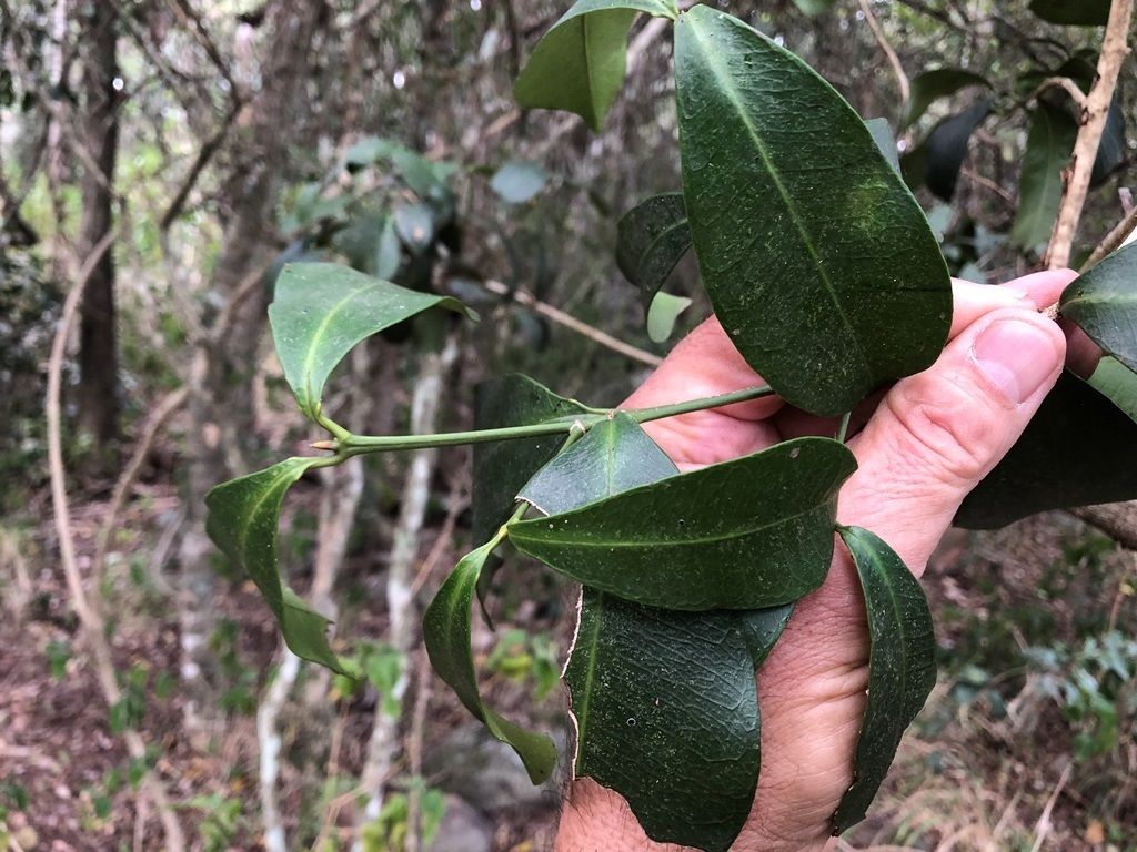 brush bloodwood from Mount Whitestone QLD 4347, Australia on June 29 ...