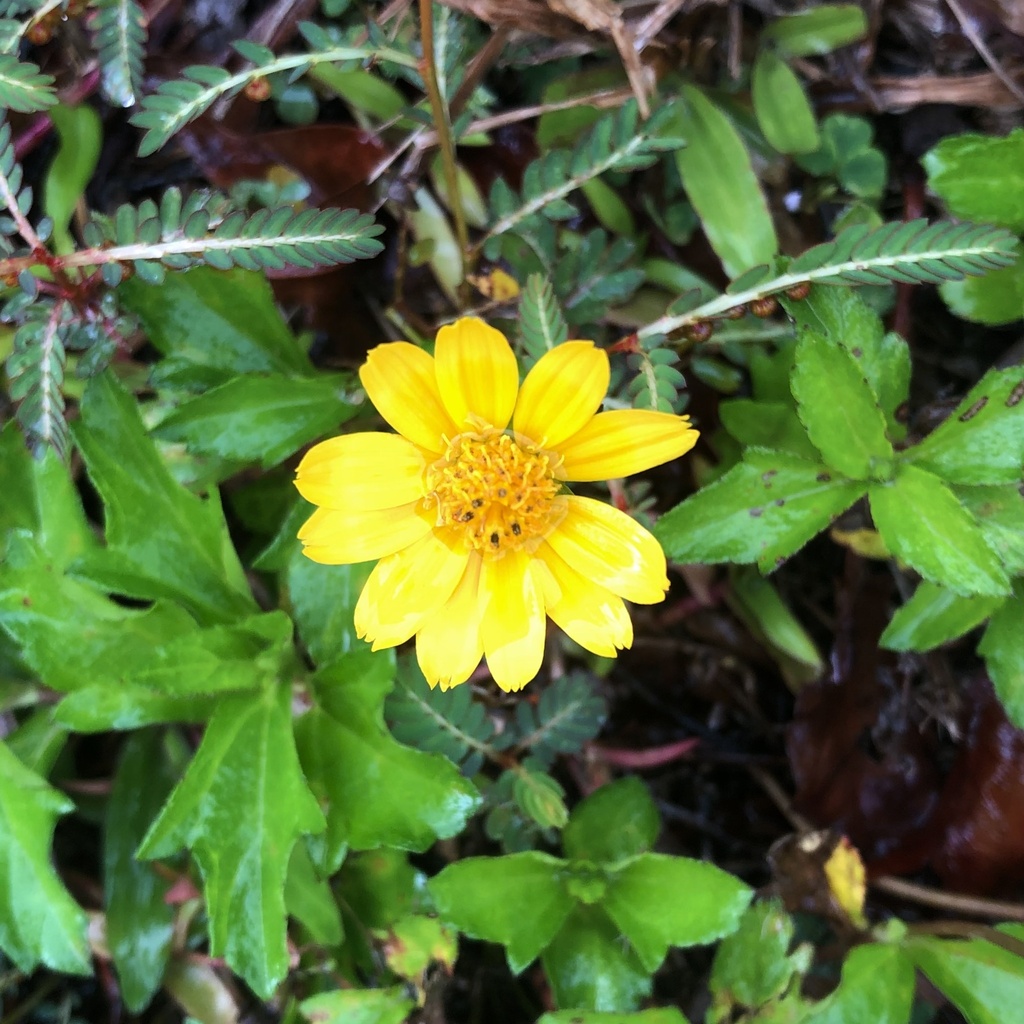 trailing daisy from James Cook University - Smithfield Campus ...