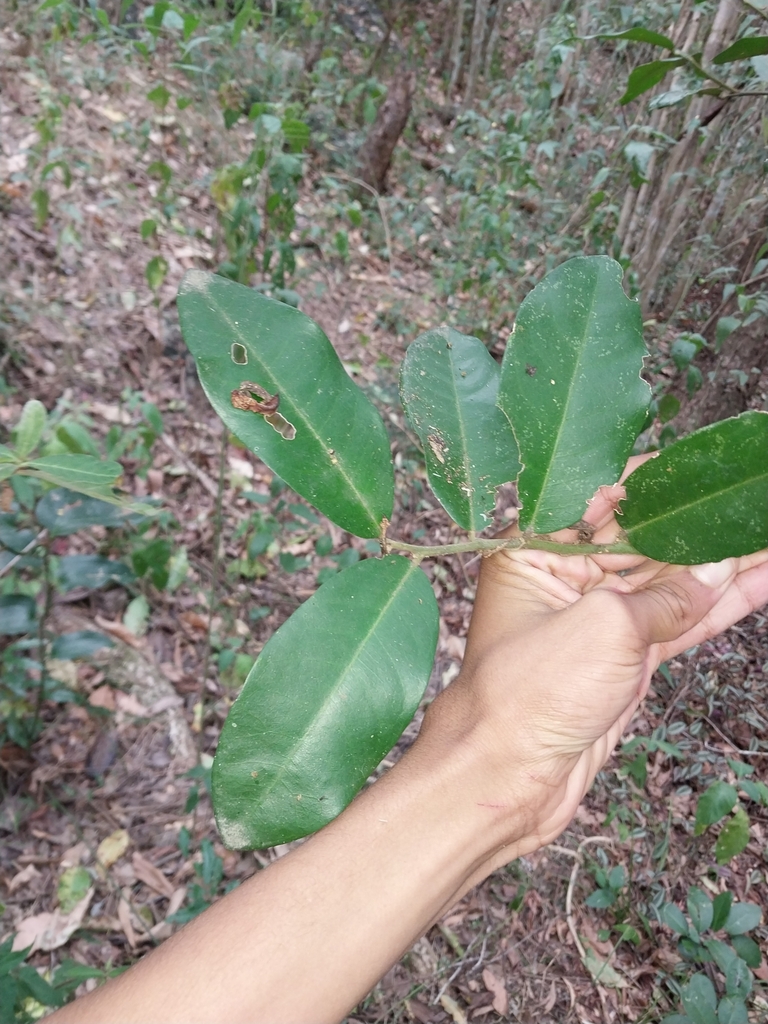 Brush Caper Berry from Mount Coot-Tha QLD 4066, Australia on July 1 ...
