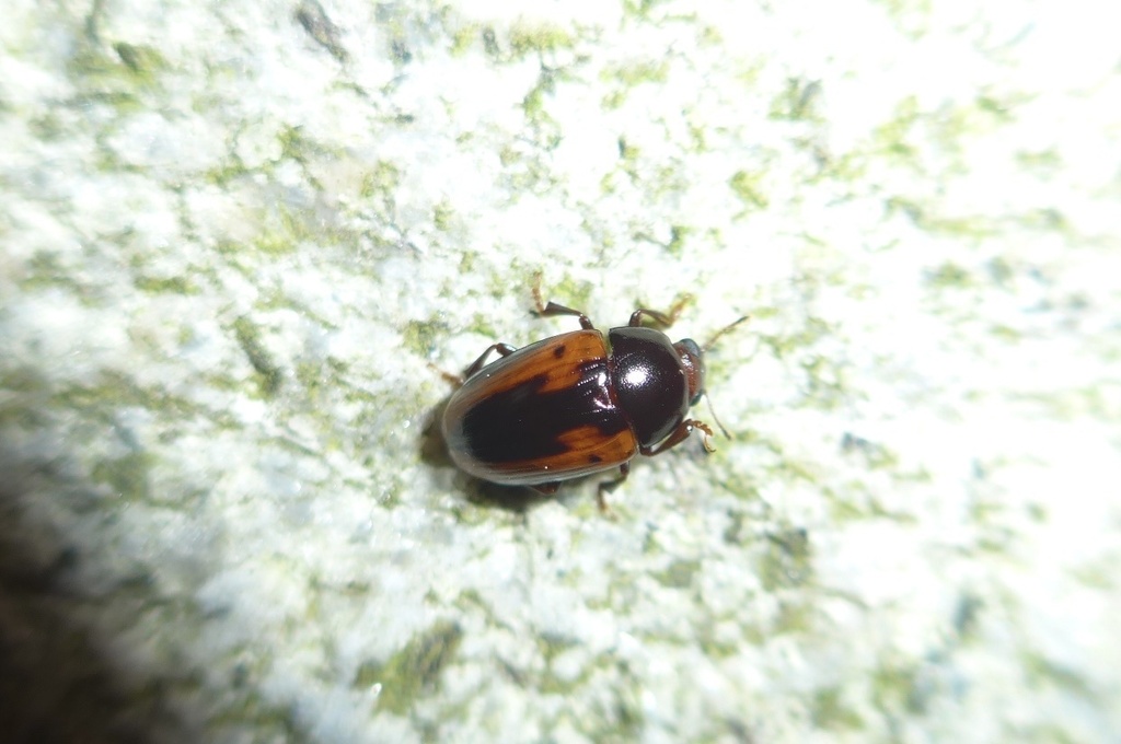 Amblyopus vittatus from 媽祖像, 路環, MO on June 24, 2023 at 11:24 PM by ...