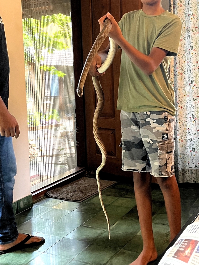 Oriental Rat Snake from Bangalore, IN-KA, IN on June 29, 2023 at 11:28 ...