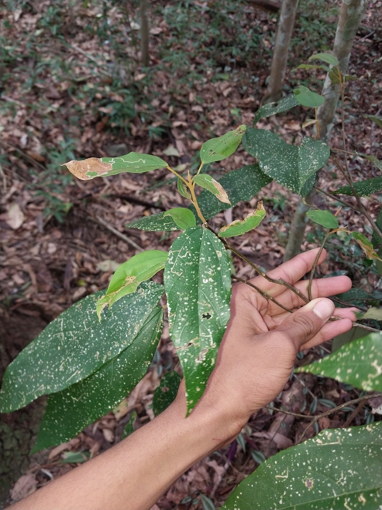 Kamala from Mount Coot-Tha QLD 4066, Australia on July 1, 2023 at 02:02 ...