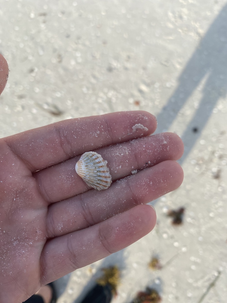 Broad-ribbed Cardita from North Atlantic Ocean, Clearwater, FL, US on ...