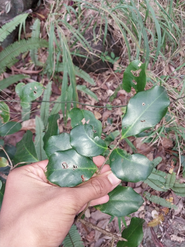 Embelia from Mount Coot-Tha QLD 4066, Australia on July 1, 2023 at 02: ...