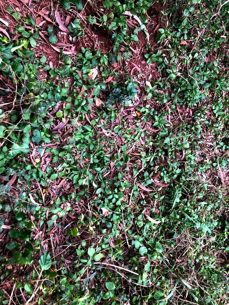 Mignonette vine from Mount Whitestone QLD 4347, Australia on June 29 ...