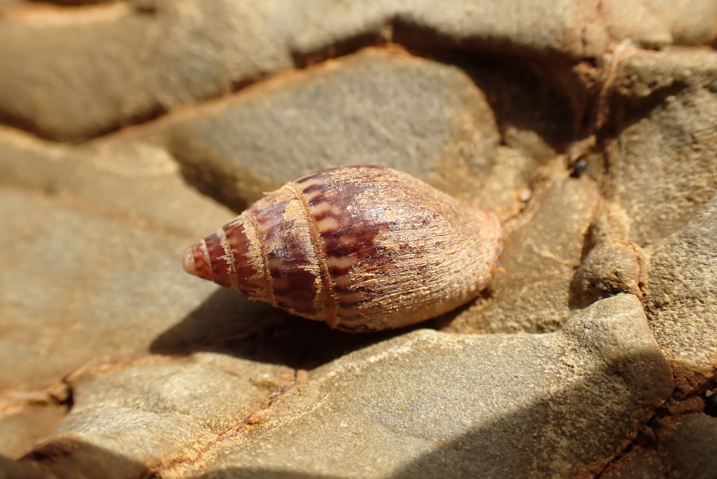 Tortoise Dove Shell from Minnie Water NSW 2462, Australia on July 1 ...