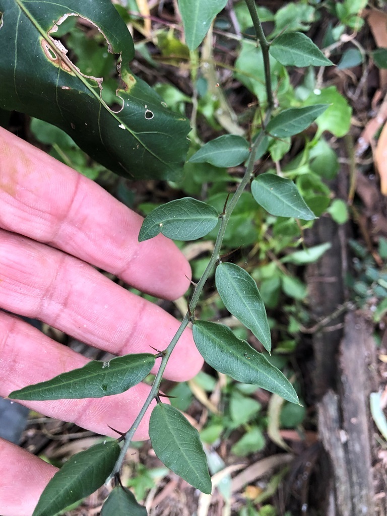 Brush Caper Berry from Mount Whitestone QLD 4347, Australia on June 29 ...
