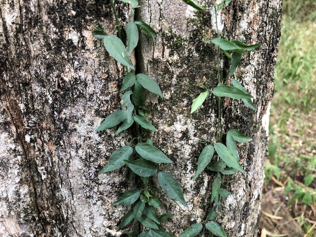 Catclaw vine from Mount Whitestone QLD 4347, Australia on June 29, 2023 ...