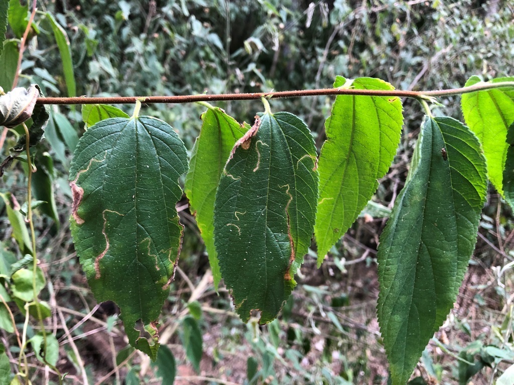 Nettle Tree from Mount Whitestone QLD 4347, Australia on June 29, 2023 ...