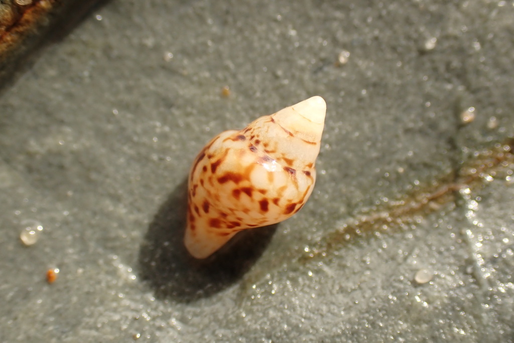Dotted Dove Shell from Minnie Water NSW 2462, Australia on July 1, 2023 ...