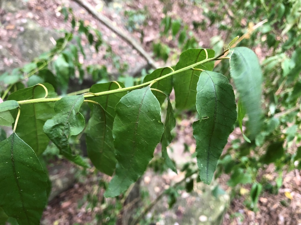 Monococcus echinophorus from Mount Whitestone QLD 4347, Australia on ...