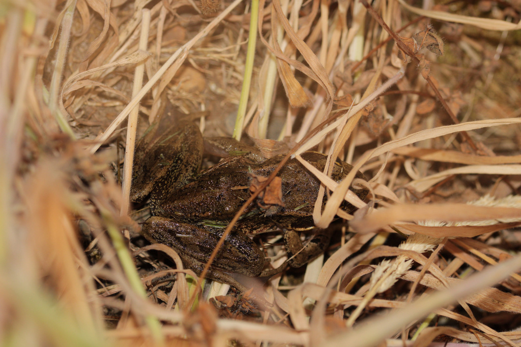 Pond Frogs from N Shore Pl, Hoquiam, WA, US on June 23, 2023 at 07:18 ...