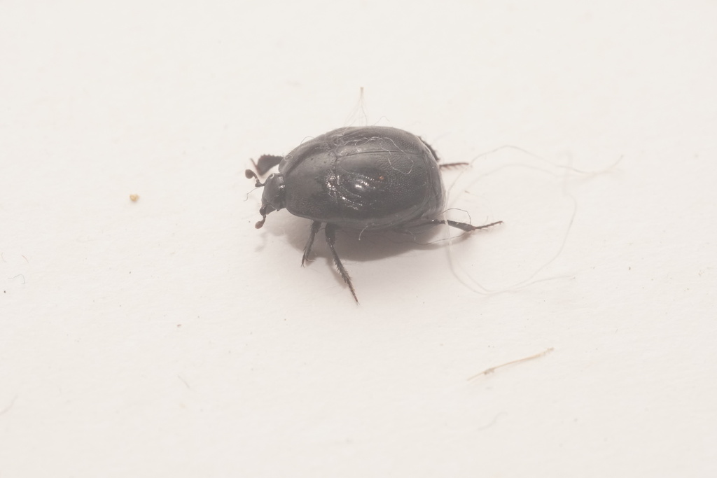 Saprinus semistriatus from 32350 Ordan-Larroque, France on July 1, 2023 ...