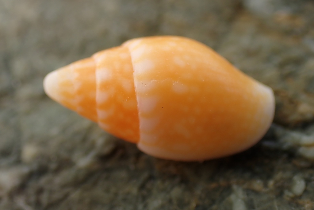 Tortoise Dove Shell from Minnie Water NSW 2462, Australia on July 1 ...