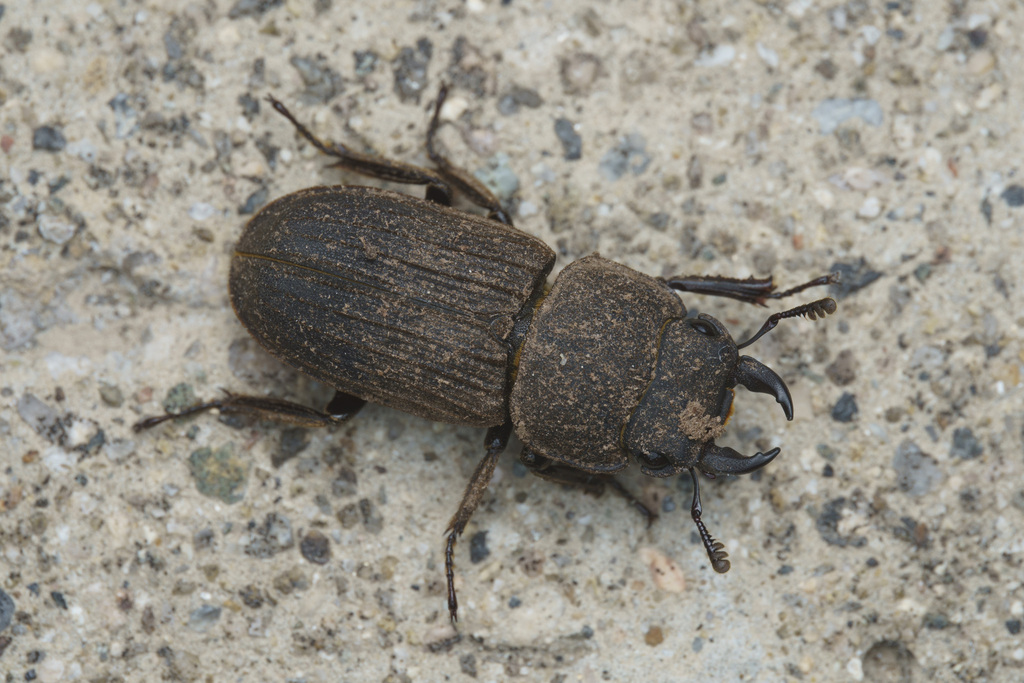 Lucaninae in June 2023 by qwpool · iNaturalist