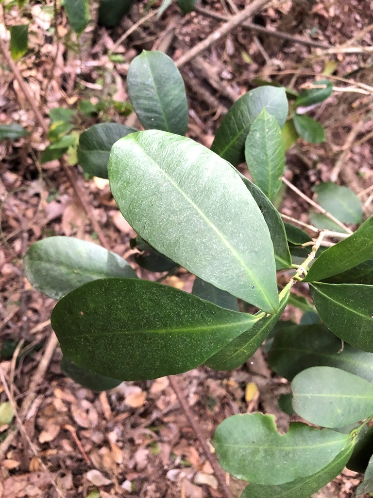 brush bloodwood from Mount Whitestone QLD 4347, Australia on June 29 ...