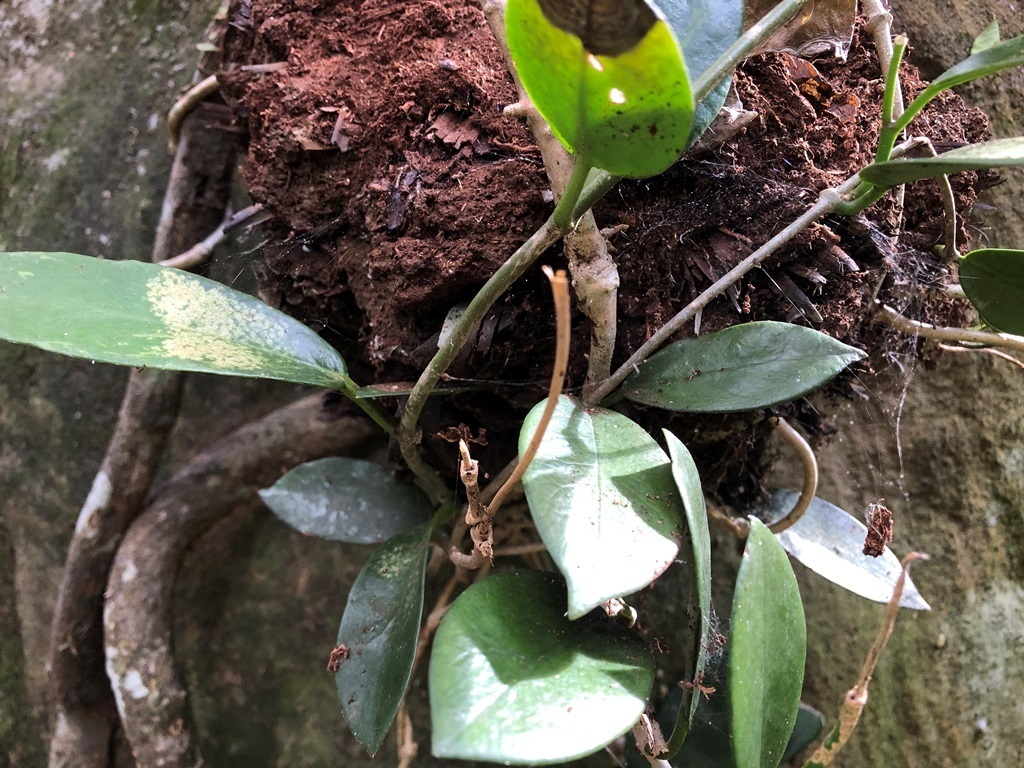 native hoya from Mount Whitestone QLD 4347, Australia on June 29, 2023 ...