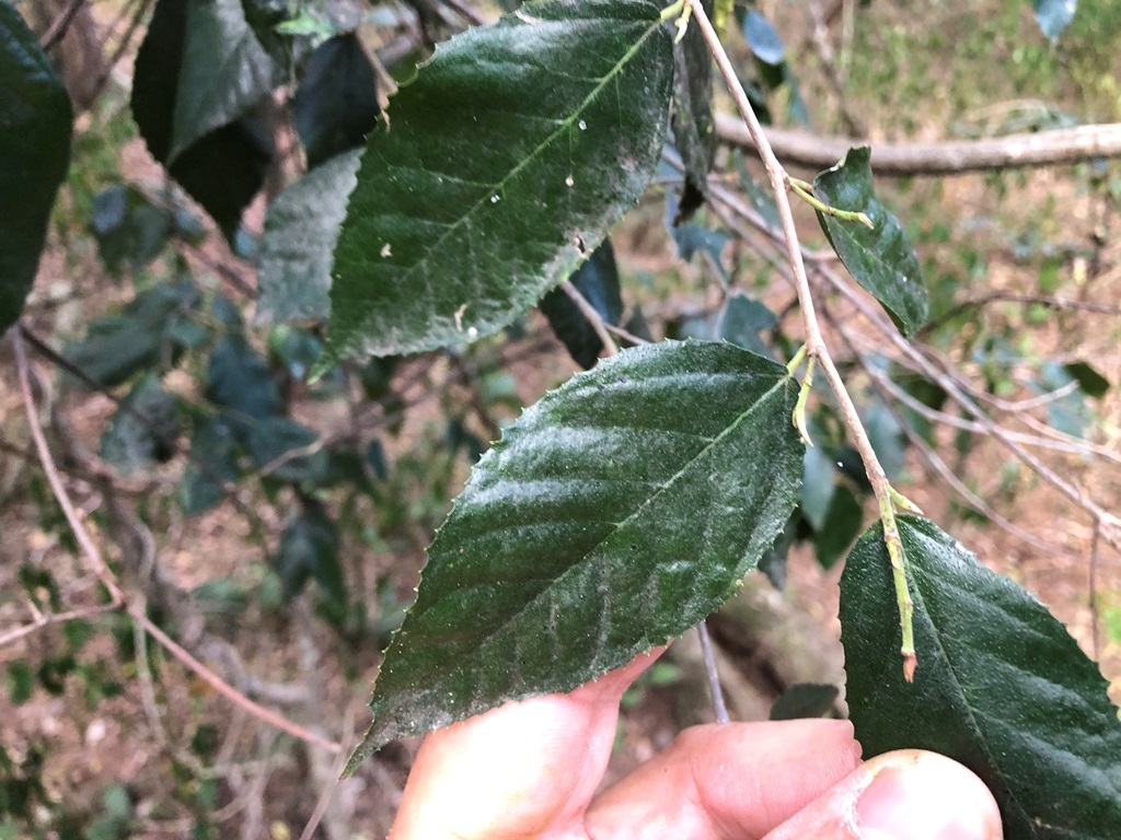 whalebone tree from Mount Whitestone QLD 4347, Australia on June 29 ...