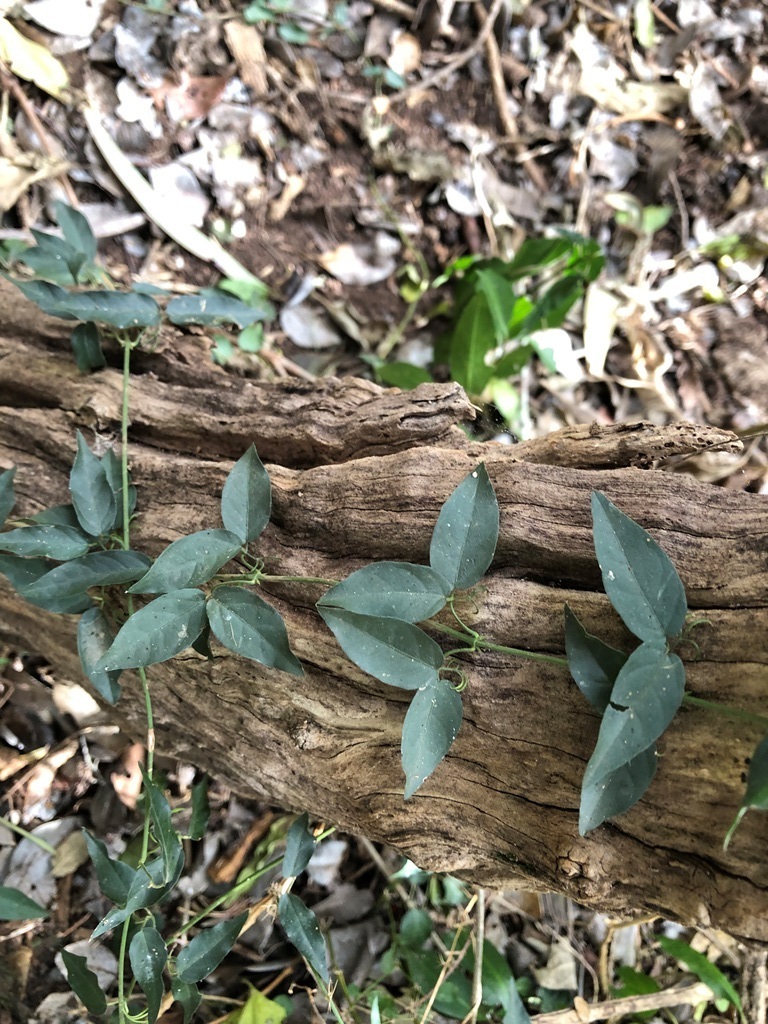 Catclaw vine from Mount Whitestone QLD 4347, Australia on June 29, 2023 ...