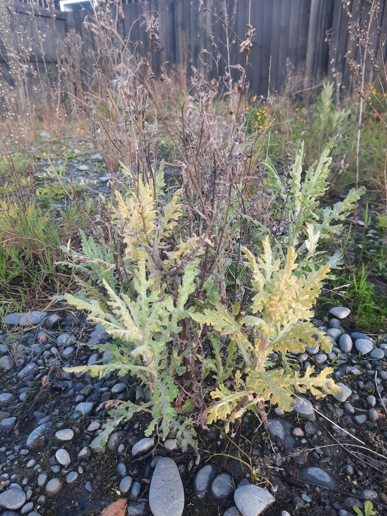 Cutleaf burnweed from Colombo St near Cass St, Sydenham, Christchurch ...