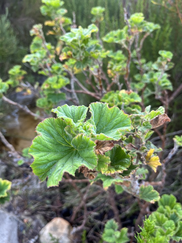 wild mallow from Table Mountain National Park, Cape Town, WC, ZA on ...